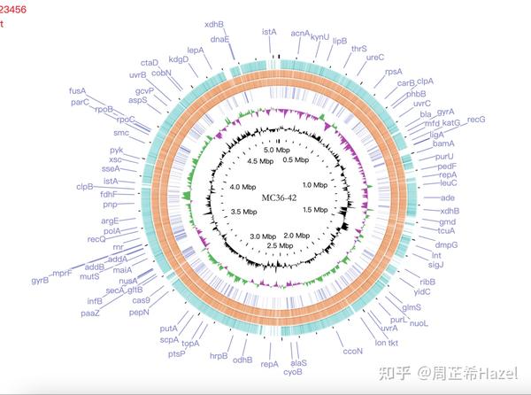 生信log22|CGviewer升级啦-交互式操作画基因组Circos圈图（使用和评价） - 知乎