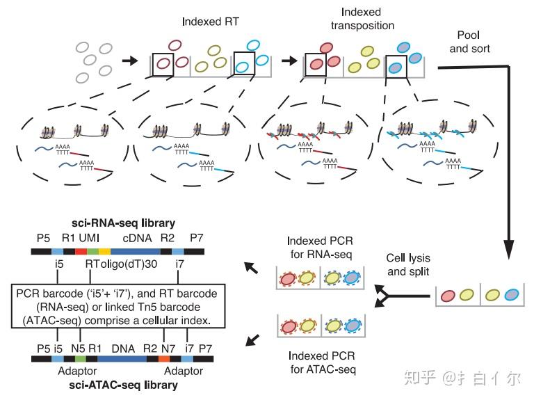 新技术 | 单细胞多组学 SHARE-seq 及生物发现 - 知乎