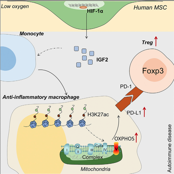 Immunity丨IGF-2处理使巨噬细胞代谢重编程从而发挥抗炎作用 - 知乎