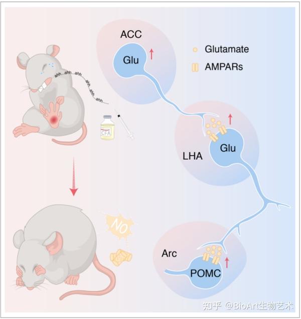 Nat Metab | 张智团队揭示疼痛影响饮食的神经基础 - 知乎