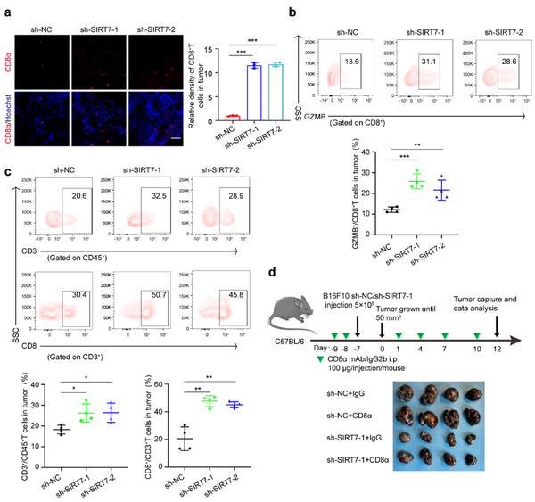 STTT︱空军军医大学李春英团队揭示长寿基因家族成员SIRT7在黑色素瘤发展和免疫逃逸中的作用和机制 - 知乎
