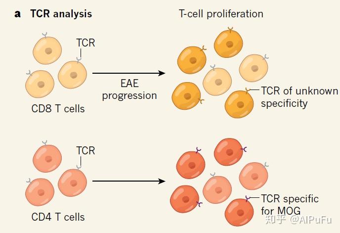 Nature：CD8 T细胞可对自身免疫性疾病提供保护 - 知乎