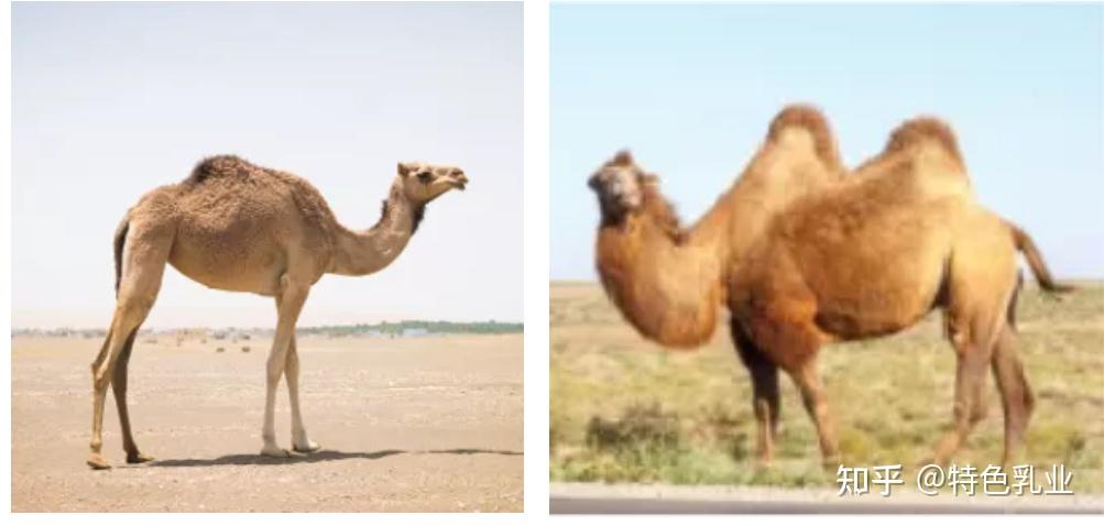 单峰驼和双峰驼的区别 - 知乎
