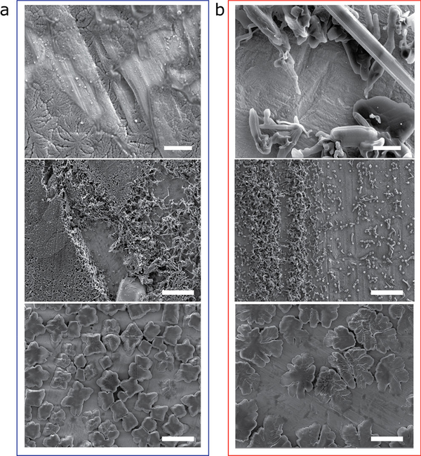了解无阳极电池中铜上的 SEI 形成和锂电镀 - 知乎