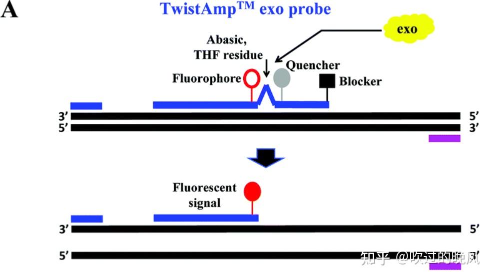 综述：重组酶聚合酶扩增十年发展的综合总结 - 知乎