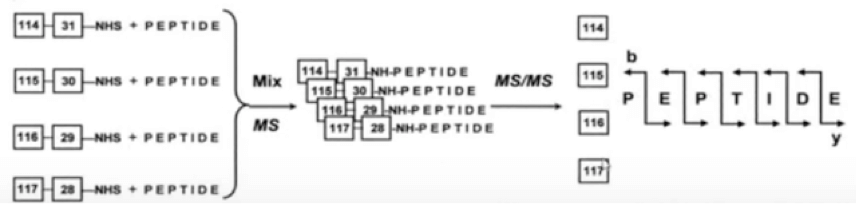 iTRAQ/TMT标签结构以及相对定量原理详解 - 知乎