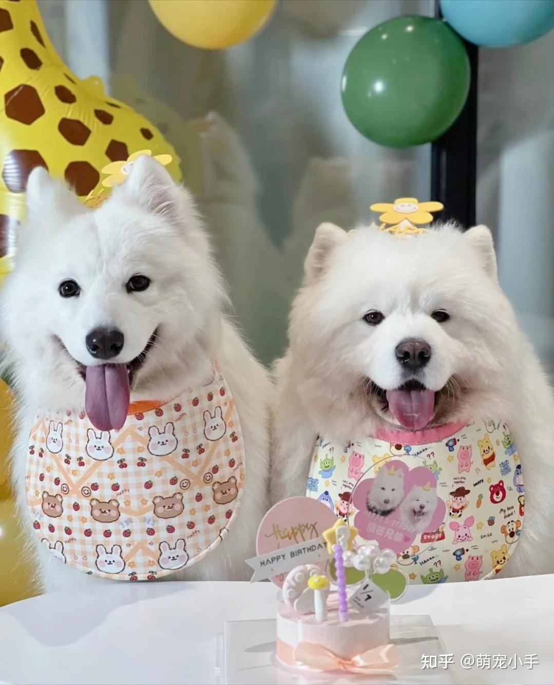 如何区分萨摩耶“狼版”和“熊版”？看这几点就行！ - 知乎