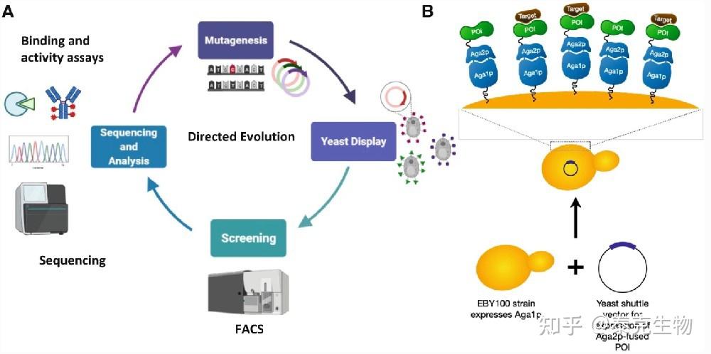 抗体噬菌体展示与酵母展示的本质区别？ - 知乎