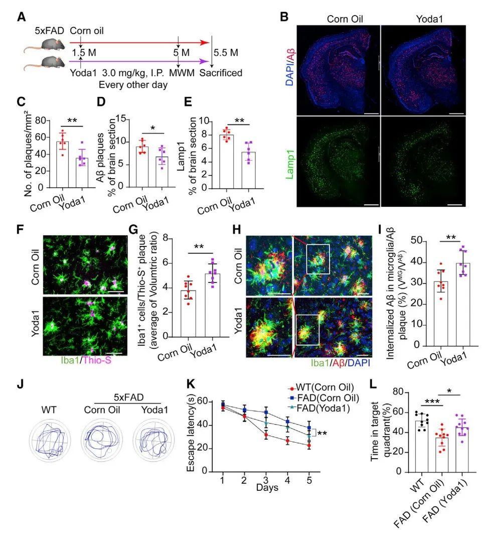 Neuron：Piezo1可作为AD治疗靶点！厦大莫玮教授团队揭示小胶质细胞感知Aβ斑块新机制 - 知乎