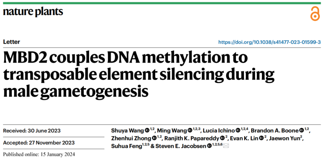 Nature Plants | Steven Jacobsen团队揭示植物MBD2蛋白在精细胞形成过程中维持转座子沉默的新机制 - 知乎