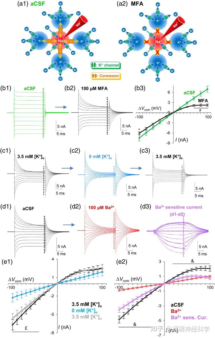 Gila︱美国俄亥俄州立大学神经科学系周民研究团队揭示了星形胶质细胞合胞体的发生成熟和功能检测方法 - 知乎