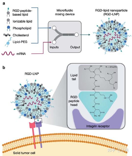 迈向前沿|RGD肽的发现之旅 - 知乎