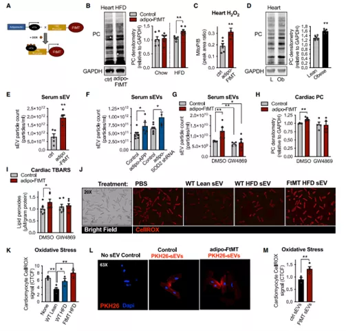 线粒体氧化应激、细胞外囊泡 - 知乎