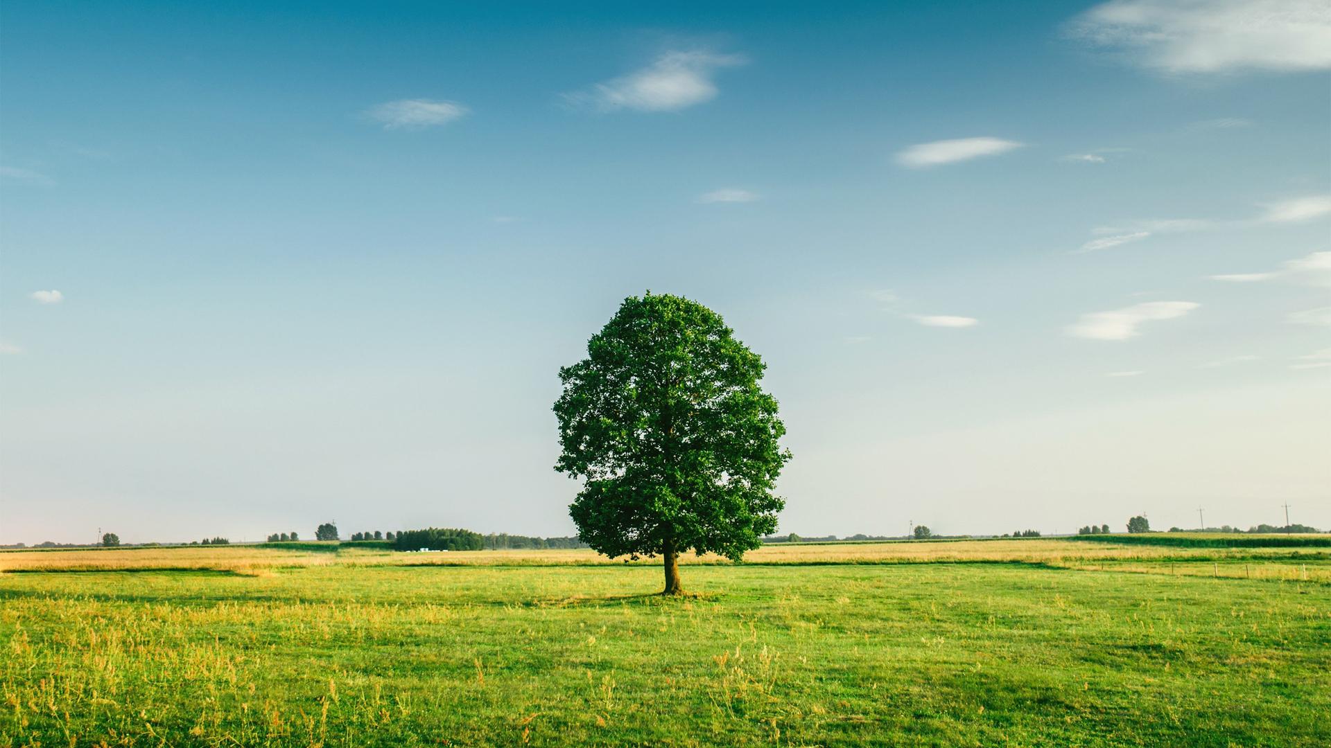 图集：分享一组护眼桌面壁纸，有你喜欢的吗？ - 知乎