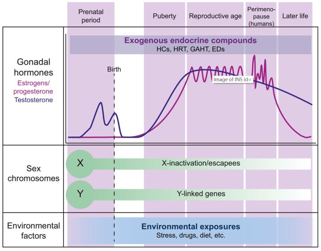 Trends Neurosci：大脑和行为性别差异的表观遗传学机制 - 知乎