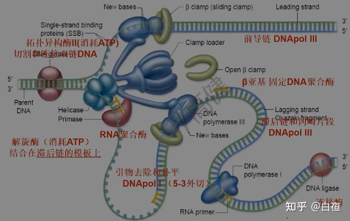 DNA复制[DNA replication] - 知乎