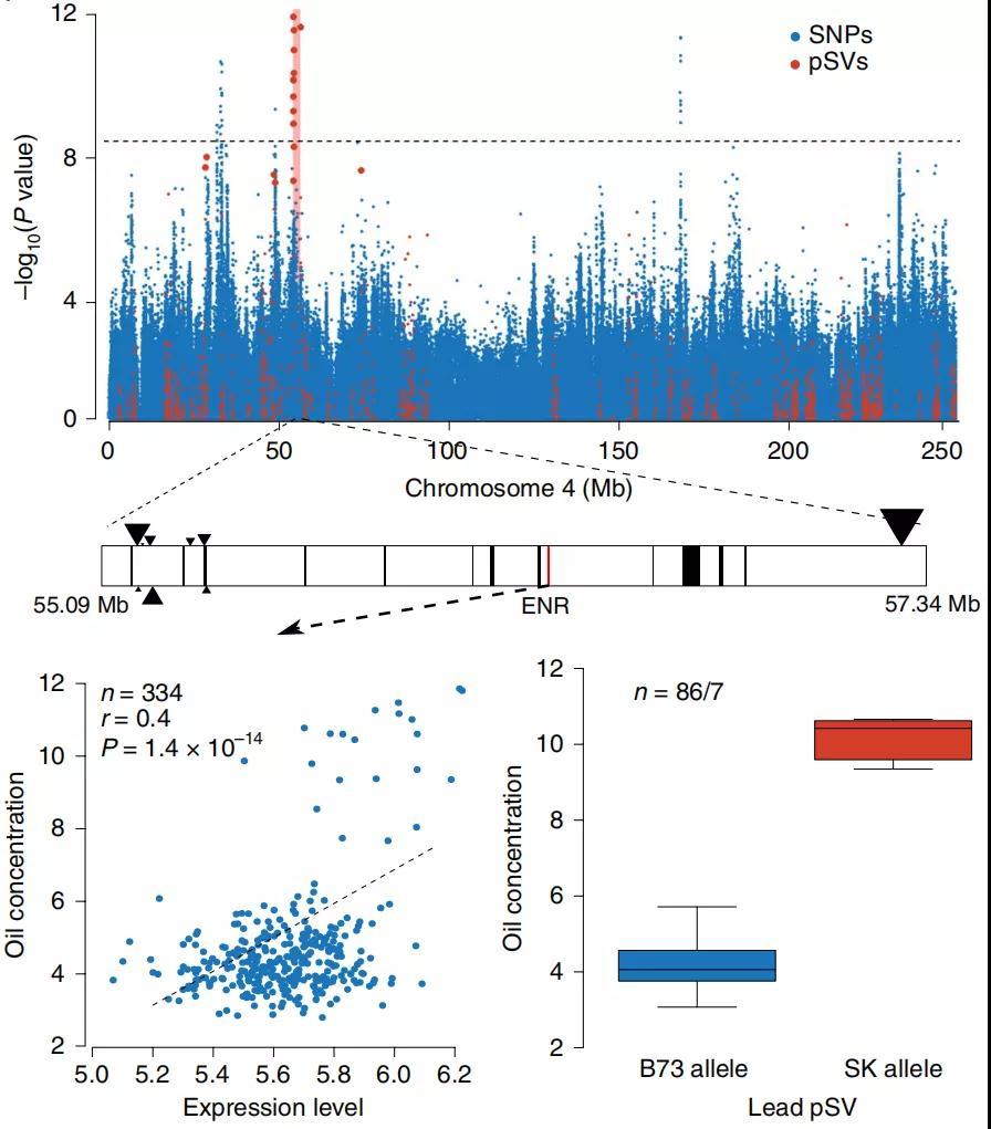 还在做SNP-GWAS？来看看SV-GWAS吧！ - 知乎