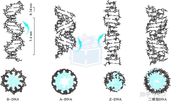 核酸的结构——生化笔记 - 知乎