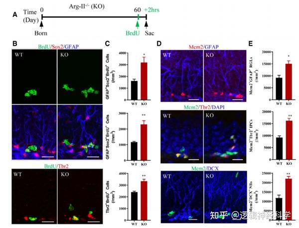 EMBO J｜郭伟翔课题组揭示L-精氨酸稳态调控成体神经干细胞活化的分子机制 - 知乎