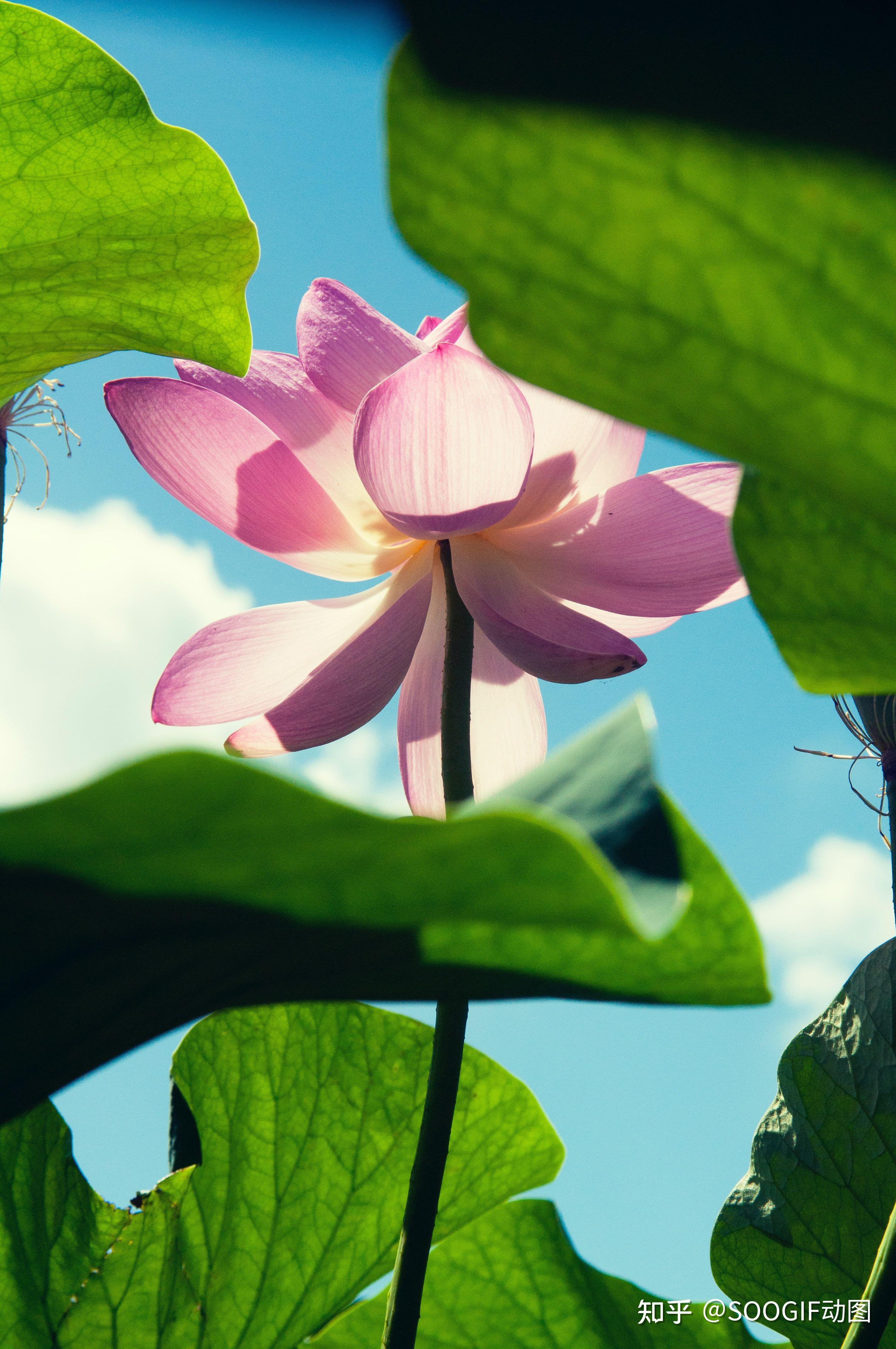 小暑节气朋友圈文案,祝你好运 暑”不完! 知乎