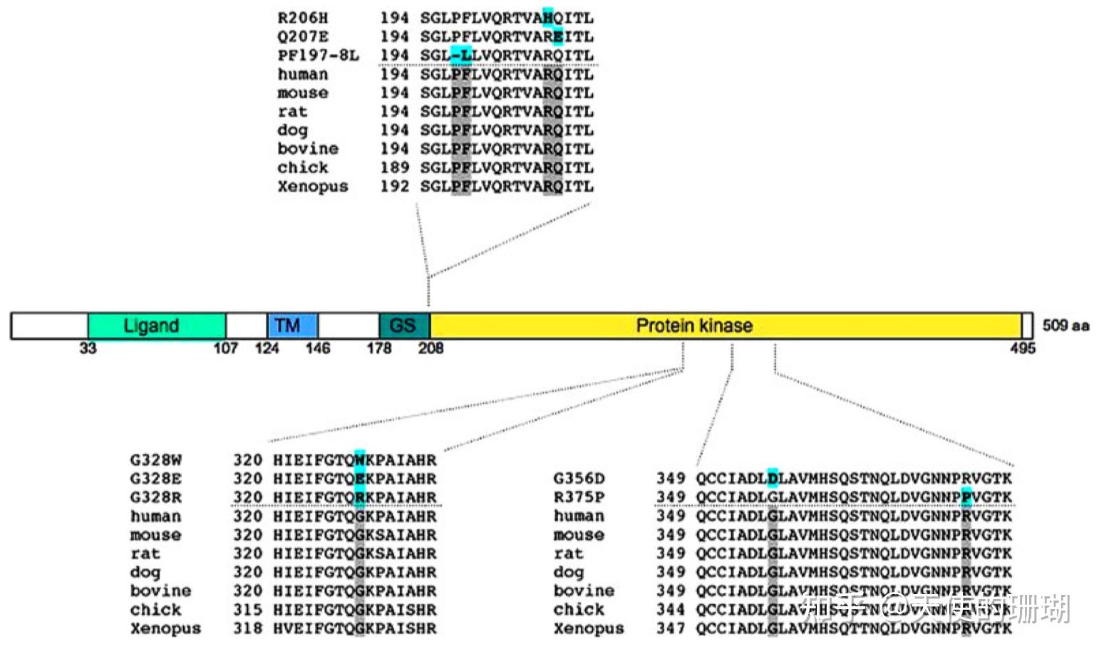 由骨形态发生蛋白I型ACVR1受体导致的经典与非经典型FOP表型 - 知乎