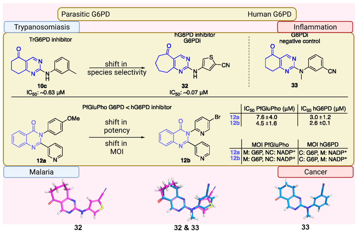 J. Med. Chem. | G6PD小分子抑制剂：抗肿瘤、抗炎和抗传染性疾病 - 知乎