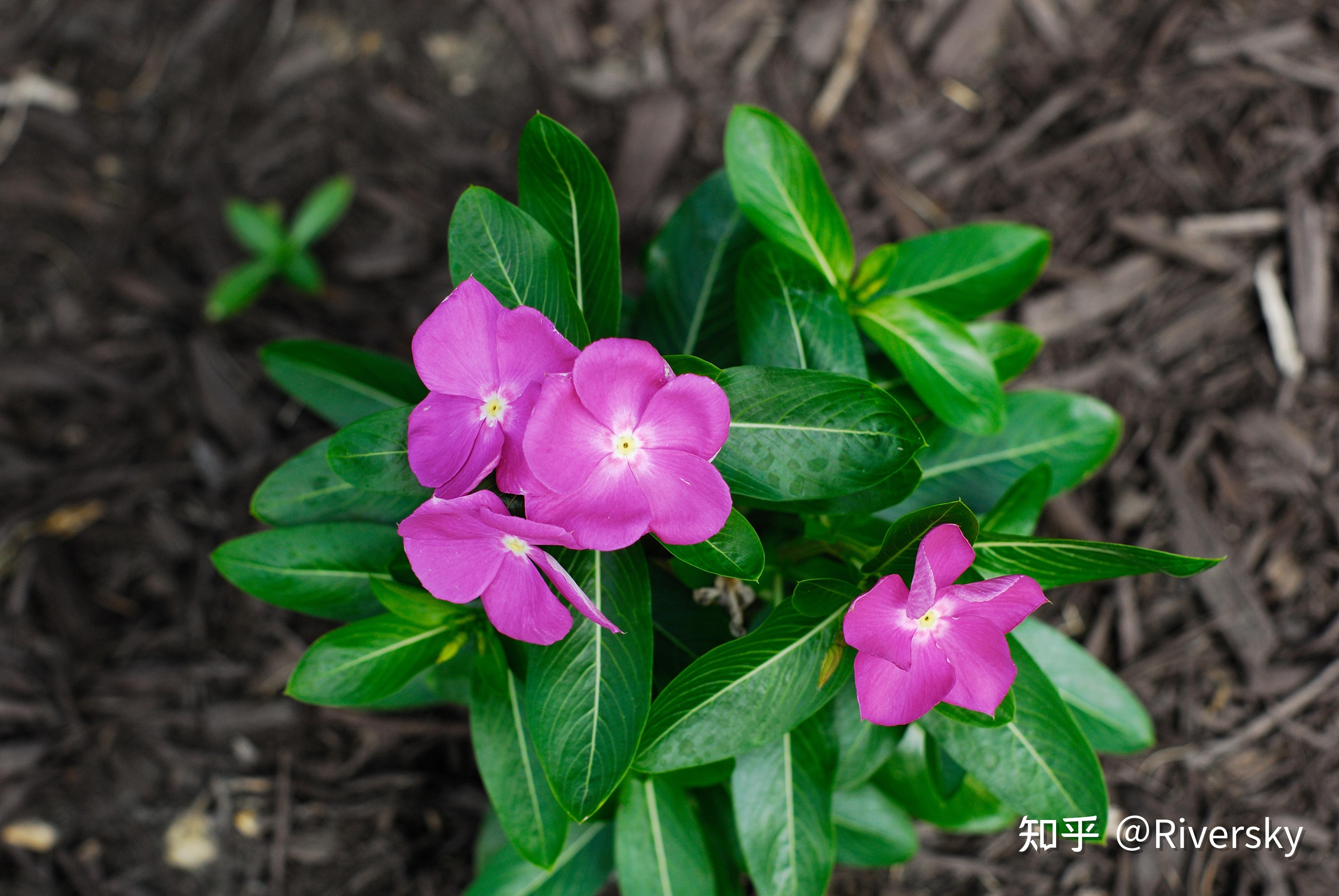 朝花夕拾：尼康末代高端CCD单反相机 - D200 - 知乎