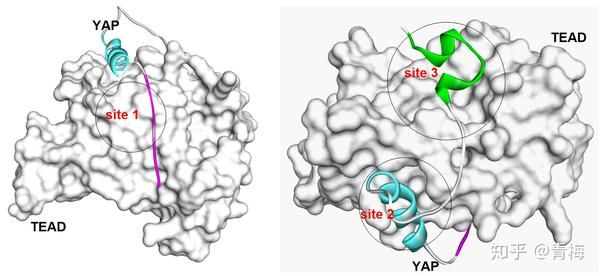 抗肿瘤药物靶标：转录增强相关结构域蛋白 (TEADs) - 知乎