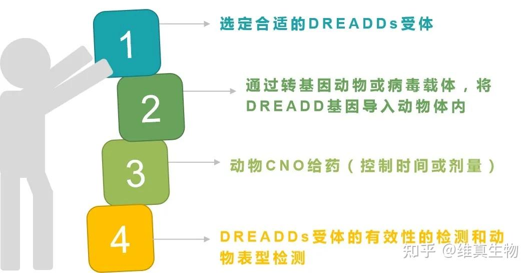 『化学遗传学』神经元操控的另一技术 - 知乎