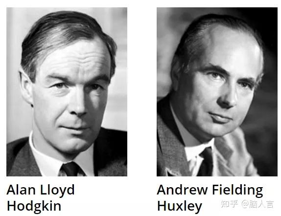发现动作电位的发生机制——Alan Hodgkin & Andrew Huxley - 知乎