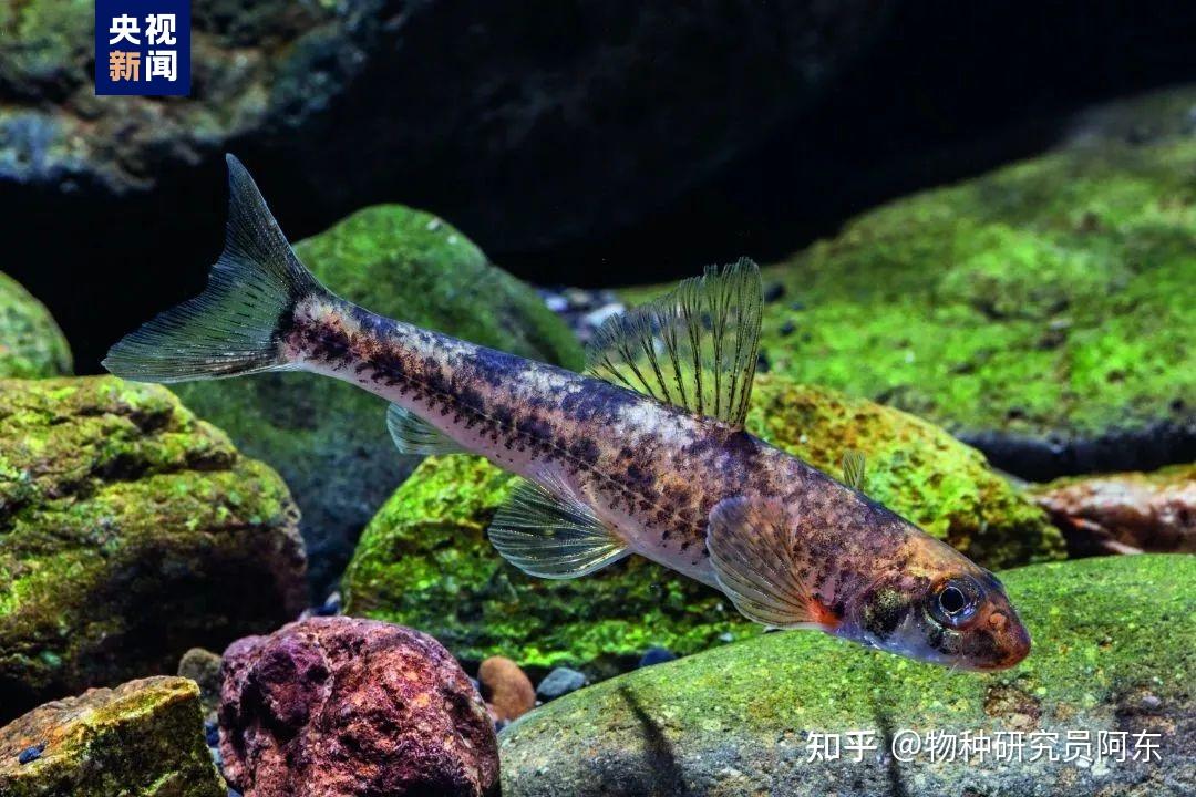 “溪流"鳍"手”建德小鳔鮈Microphysogobio tafangensis - 知乎