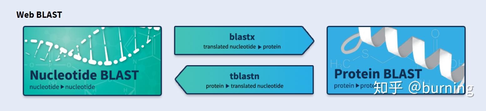 Linux 安装Blast本地版 - 知乎