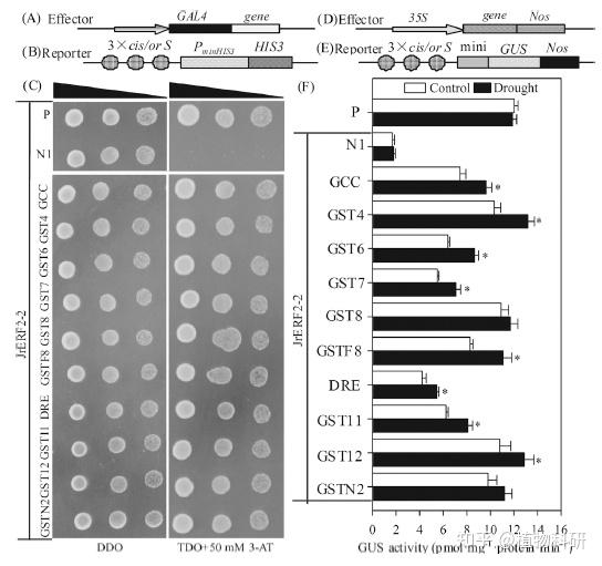 EES——西北农林科技大学利用Y1H和Y2H揭示核桃耐旱的机制 - 知乎