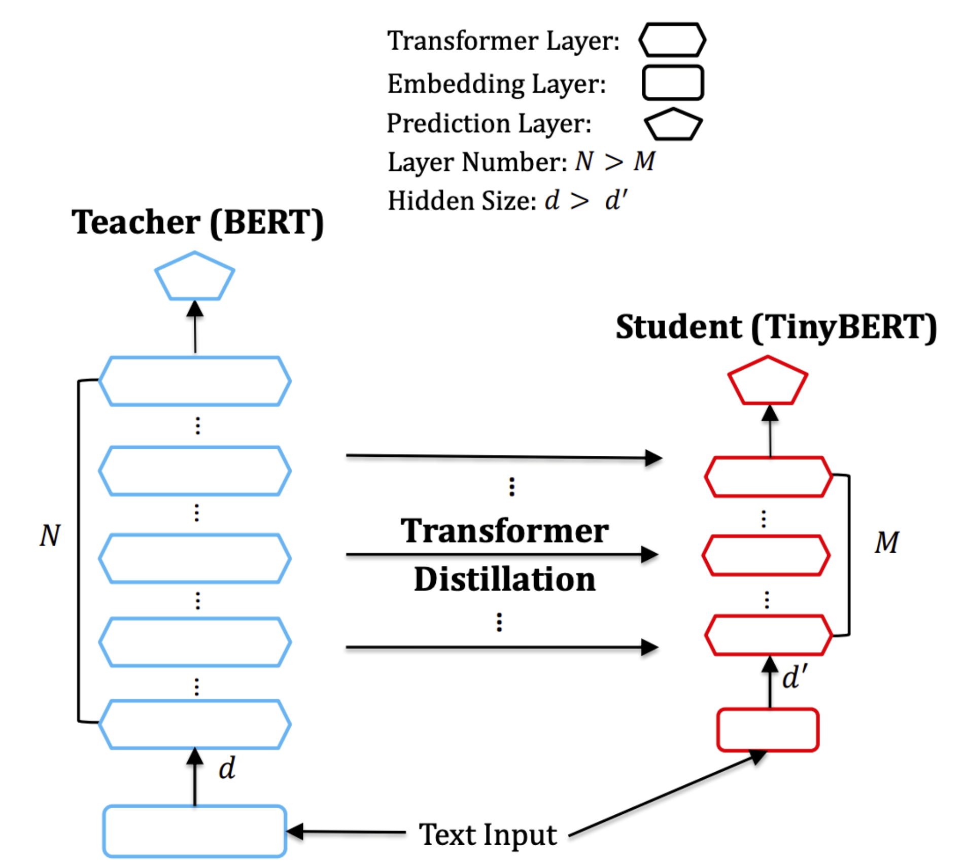 比 Bert 体积更小速度更快的 TinyBERT - 知乎
