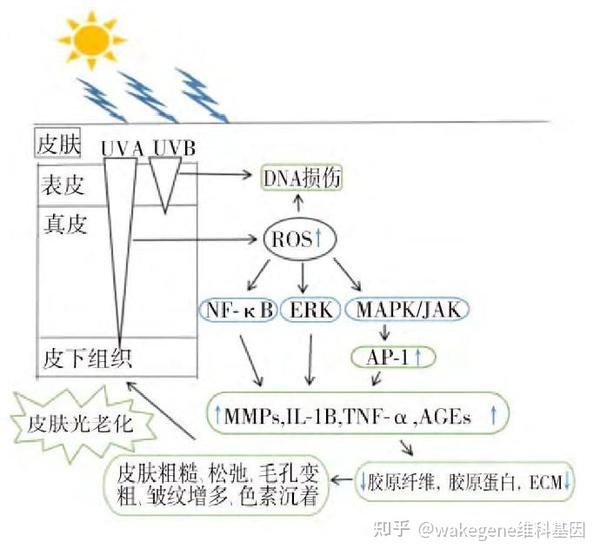 你到抗初老年龄了吗？ - 知乎