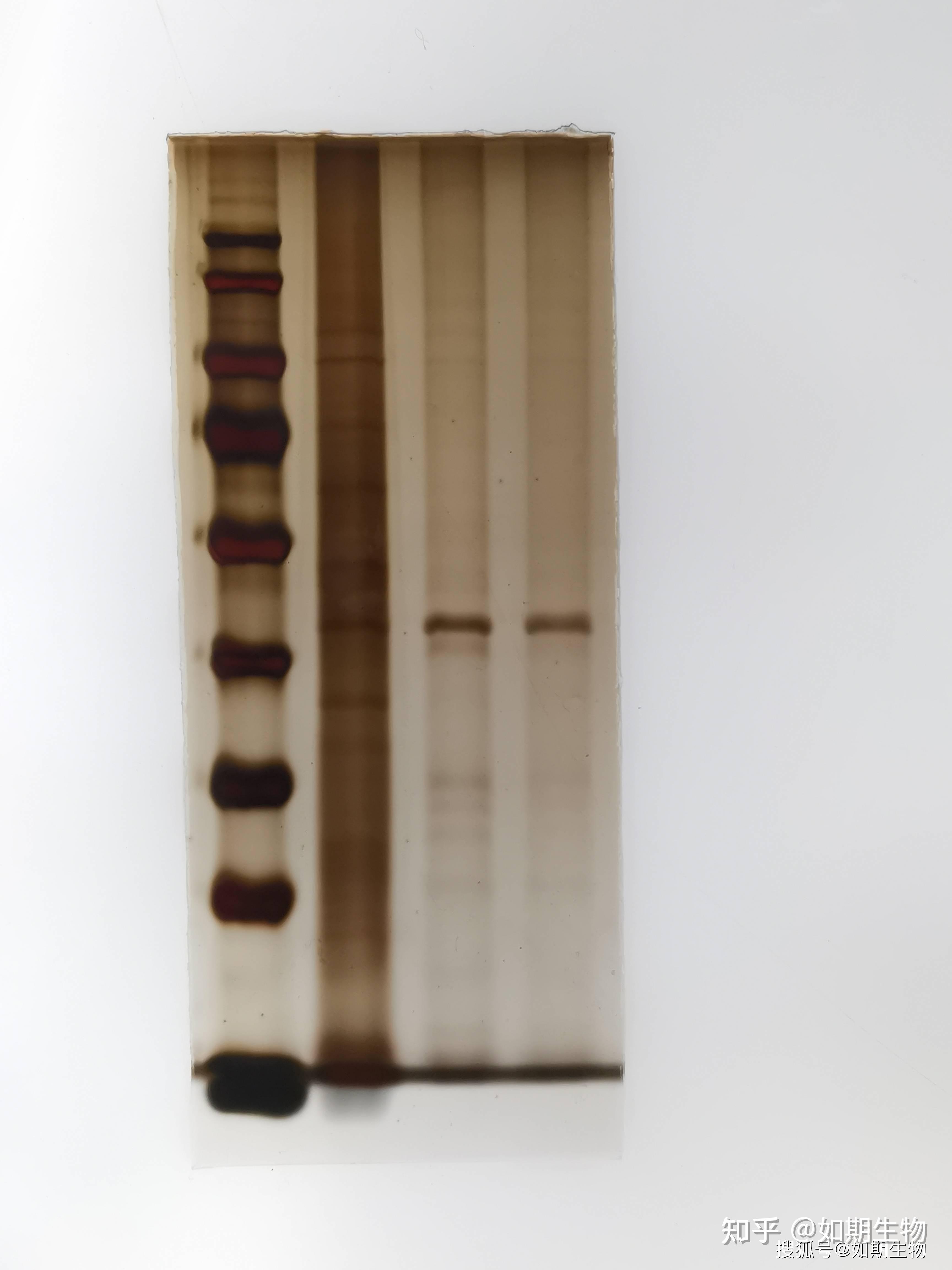 COIP实验方法及检测报告模板 - 知乎