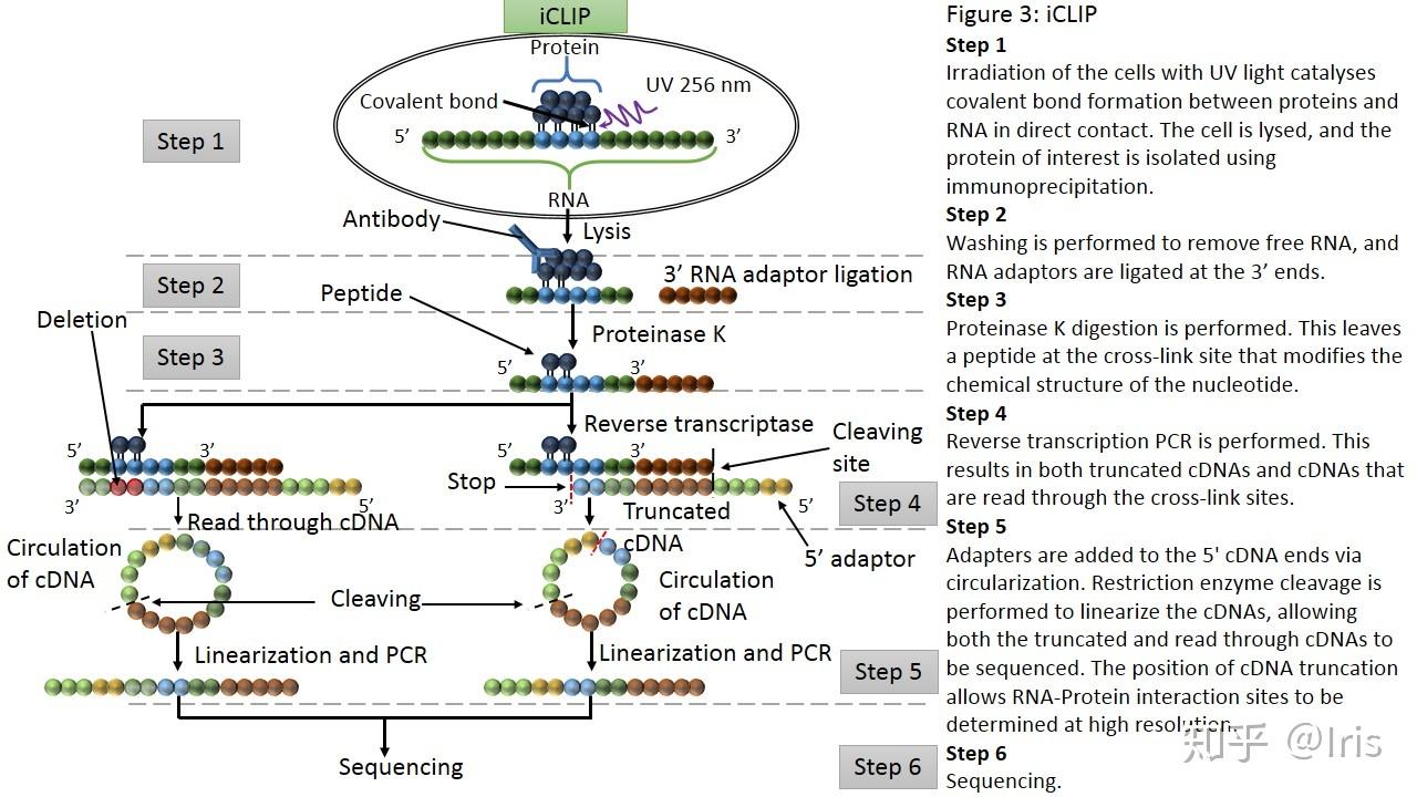 CLIP-seq和eCLIP了解学习笔记 - 知乎