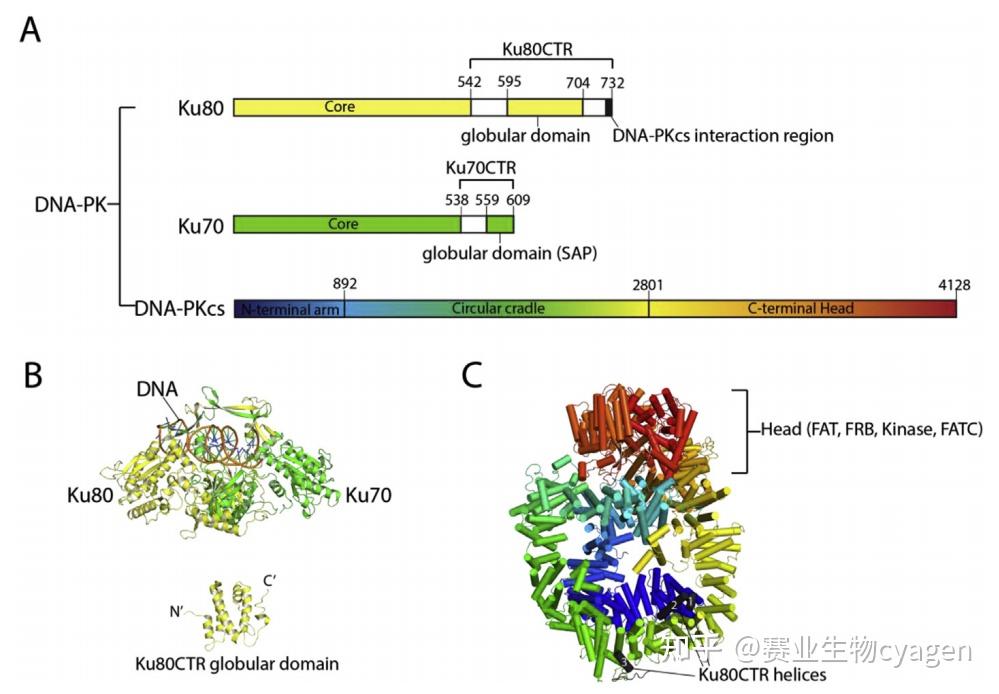 Prkdc基因及其在NHEJ中的作用 - 知乎