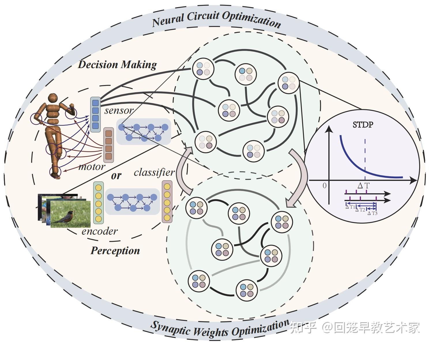 PNAS文章《脑启发的脉冲神经网络神经环路进化》Brain-inspired neural circuit evolution for spiking neural networks - 知乎