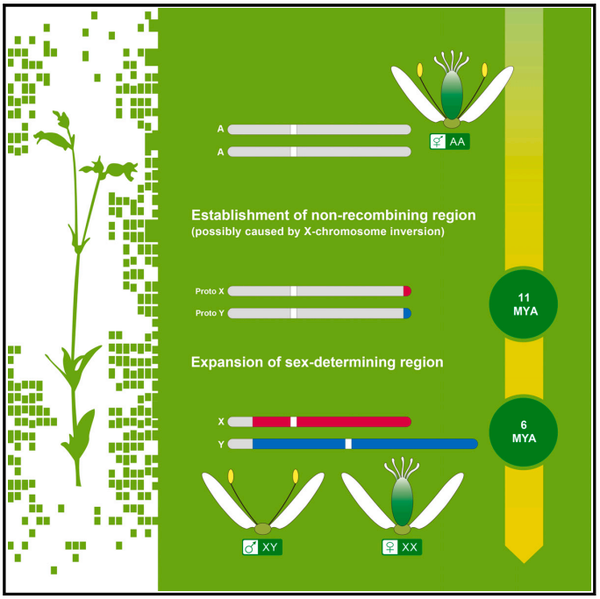 Current Biology | 福建农林大学基因组学研究中心明瑞光团队揭示白麦瓶草性染色体的起源与演化 - 知乎