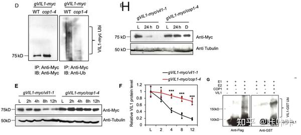 文献解读——COP1调控光依赖的染色体重塑 - 知乎