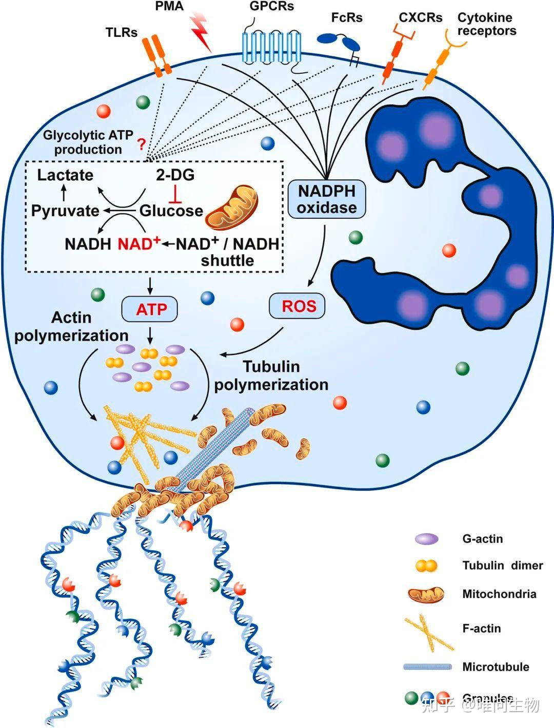 癌症中的中性粒细胞胞外诱捕网（NETs），3幅图入门！ - 知乎