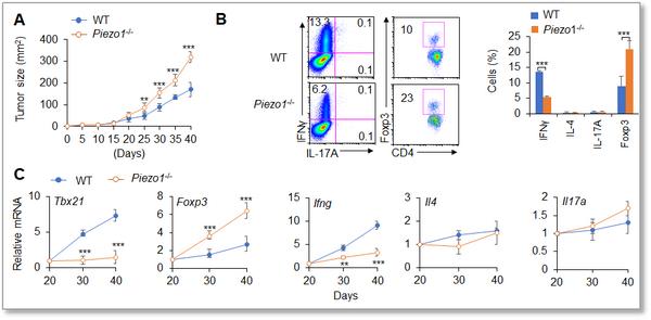 eLife︱刘光伟/毕玉晶团队发现机械力受体PIEZO1肿瘤免疫新机制：调控树突状细胞依赖性T细胞分化 - 知乎