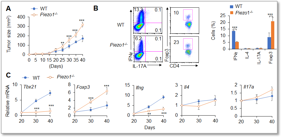 eLife︱刘光伟/毕玉晶团队发现机械力受体PIEZO1肿瘤免疫新机制：调控树突状细胞依赖性T细胞分化 - 知乎