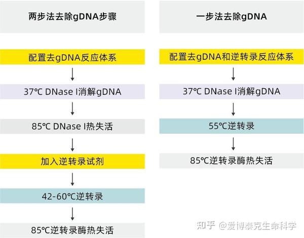 解惑 | 逆转录时到底要不要去除gDNA？ - 知乎
