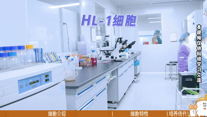 HL-1细胞培养，小鼠心房肌细胞培养攻略 - 丰晖生物 - 知乎