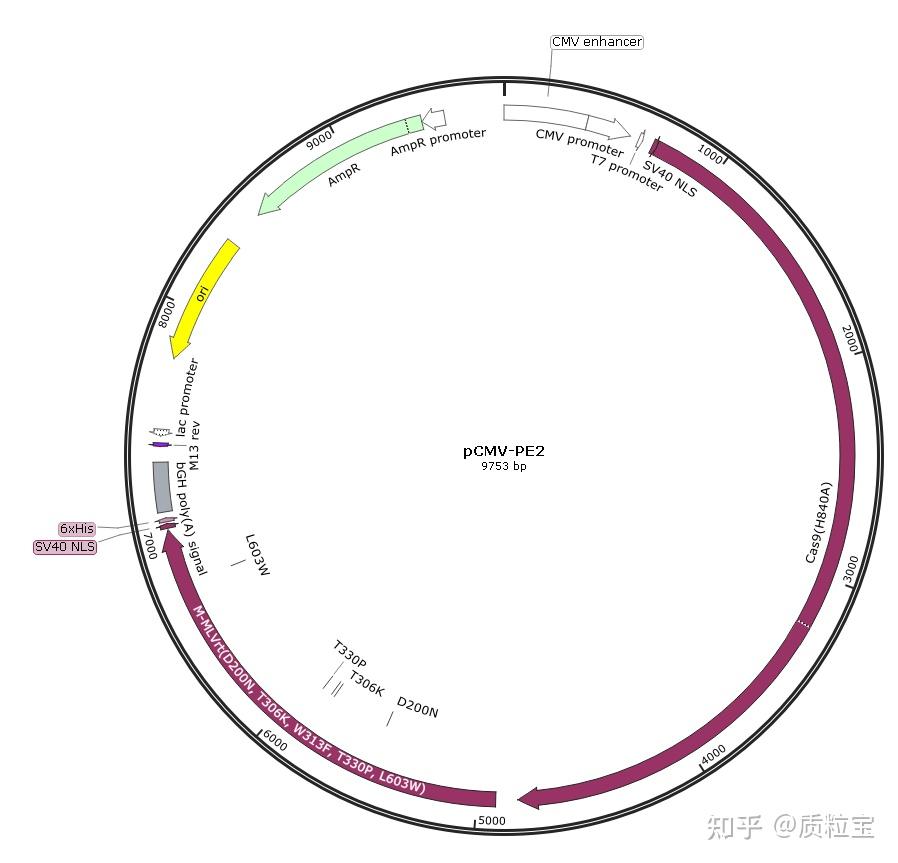 pCMV-PE2(Plasmid #132775)基因编辑载体Prime editing - 知乎