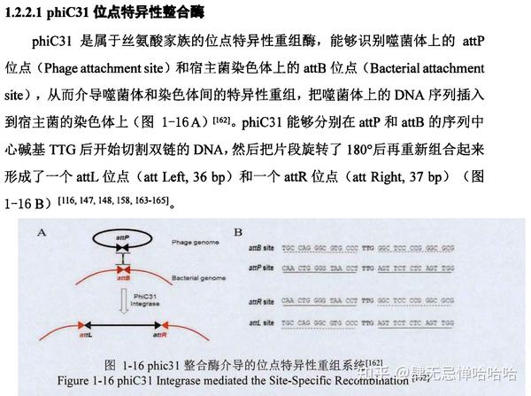 位点特异性重组系统 - 知乎