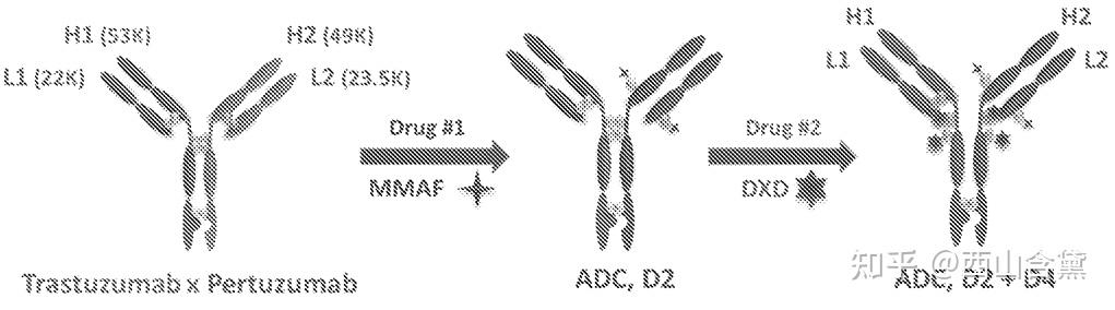 国内外知名企业ADC技术平台(第十期，药明合联） - 知乎
