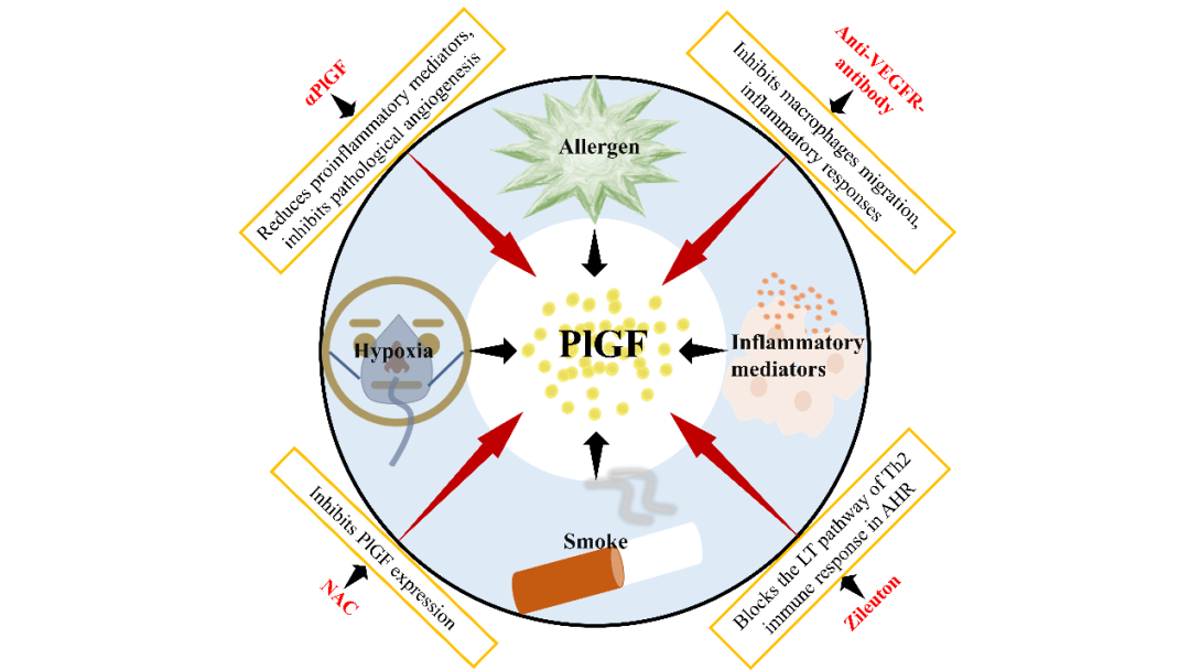 Genes Dis 综述︱黄丹/刘格格/吴东等评述胎盘生长因子（PlGF）：哮喘治疗的潜在靶点 - 知乎